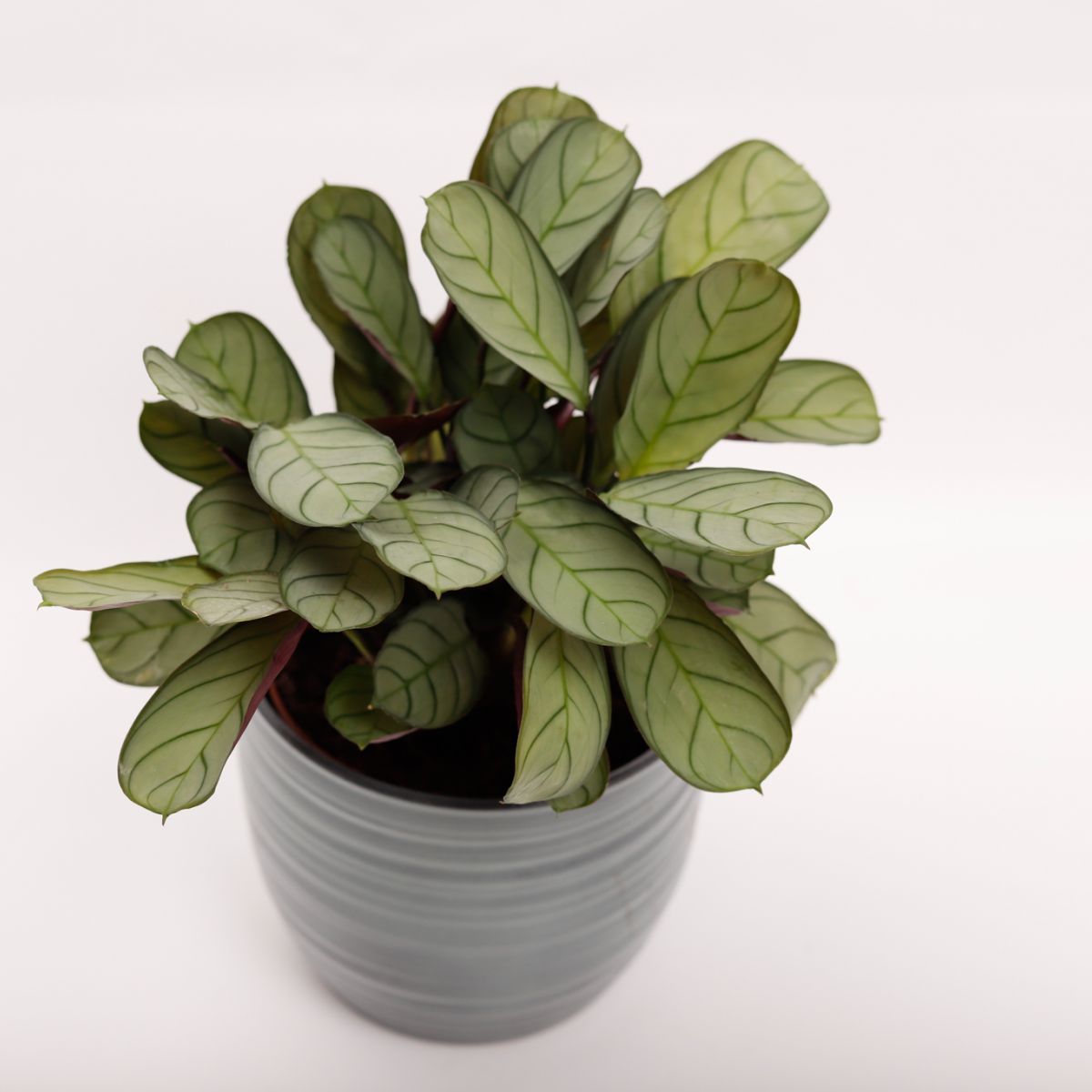 planta-de-interior-ctenanthe-amagris | Colvin España