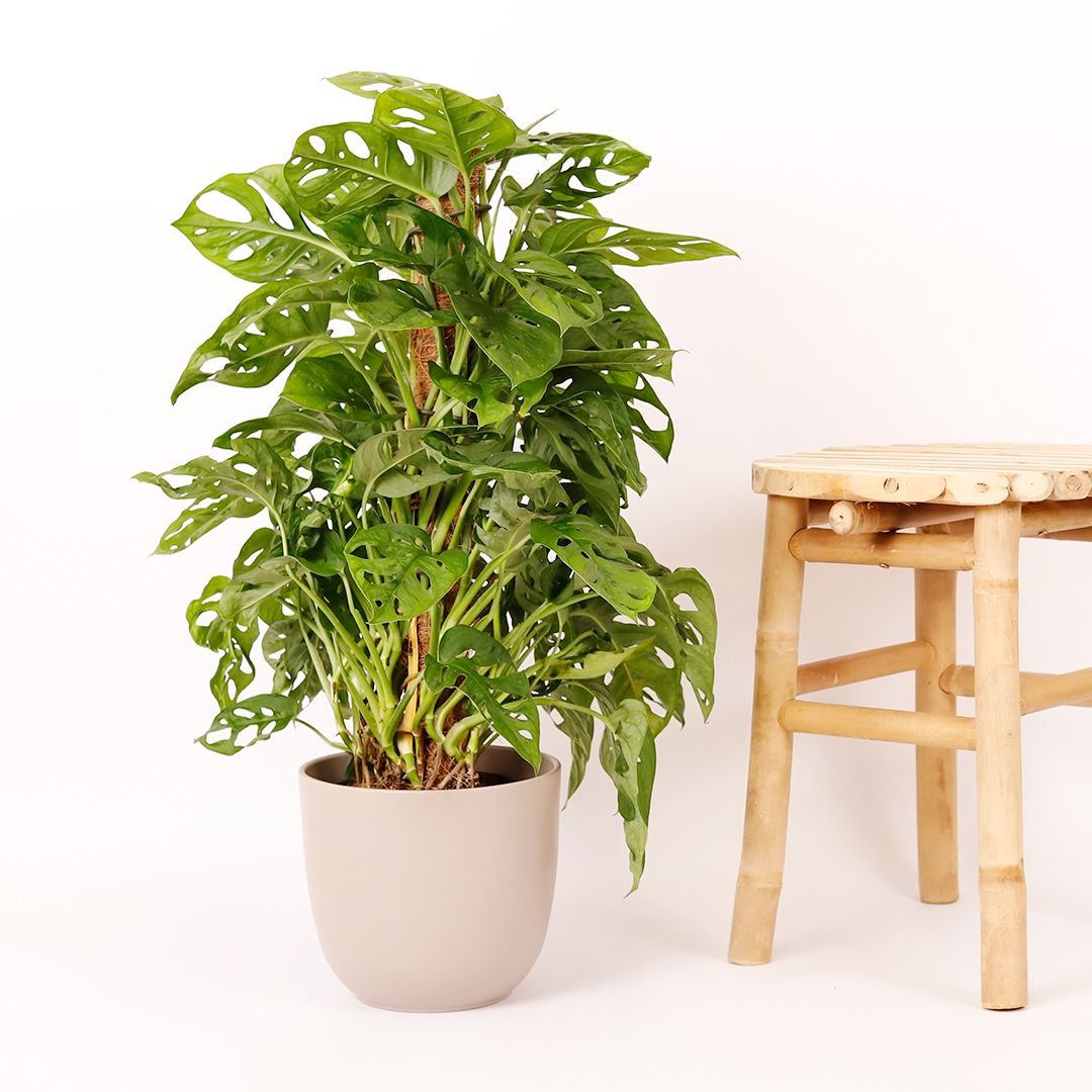 Monstera Obliqua Tutor | Colvin España