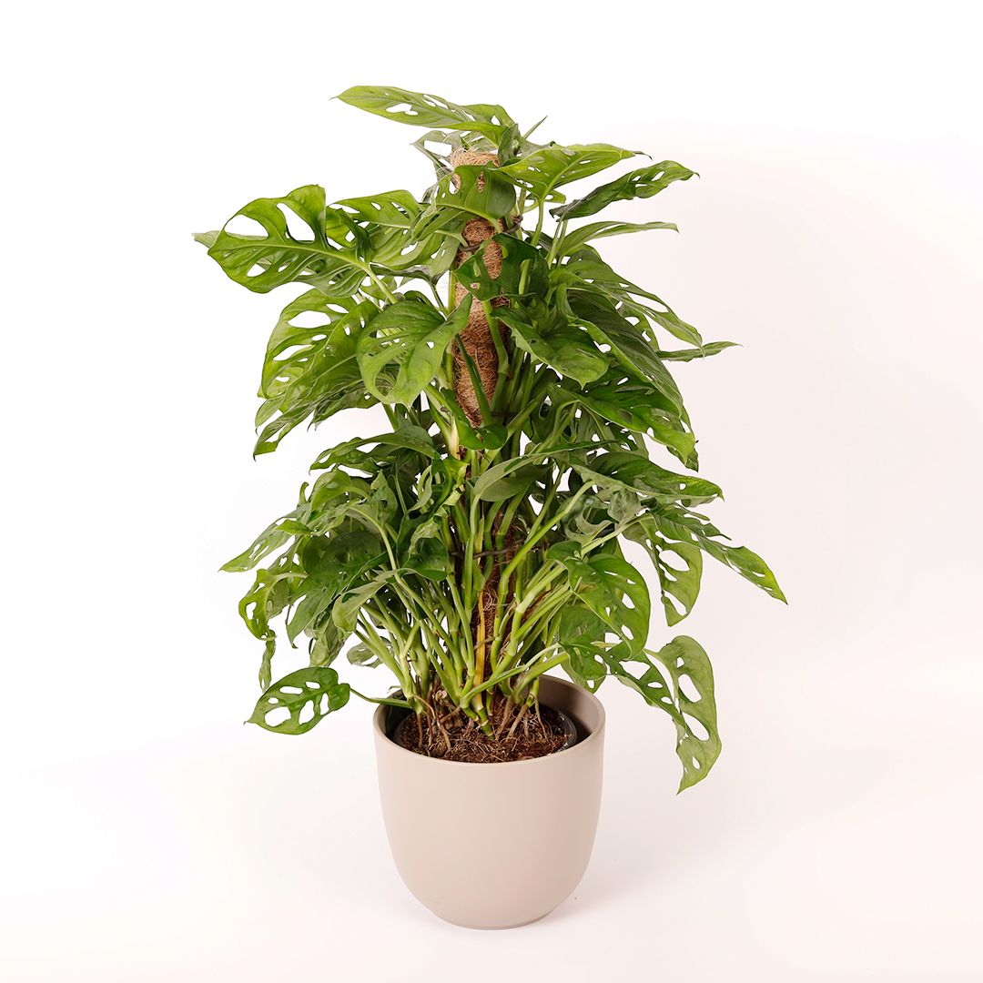 Monstera Obliqua Tutor | Colvin España