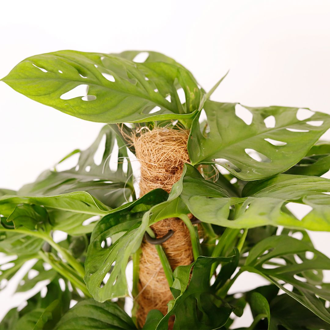 Monstera Obliqua Tutor | Colvin España