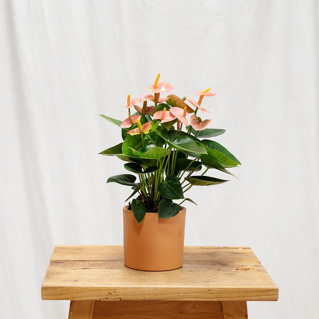 Anthurium Andreanum o Anturio Rosa Palo | Colvin España