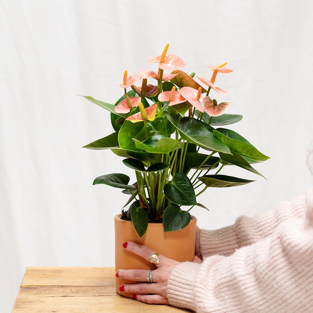 Anthurium Andreanum o Anturio Rosa Palo | Colvin España