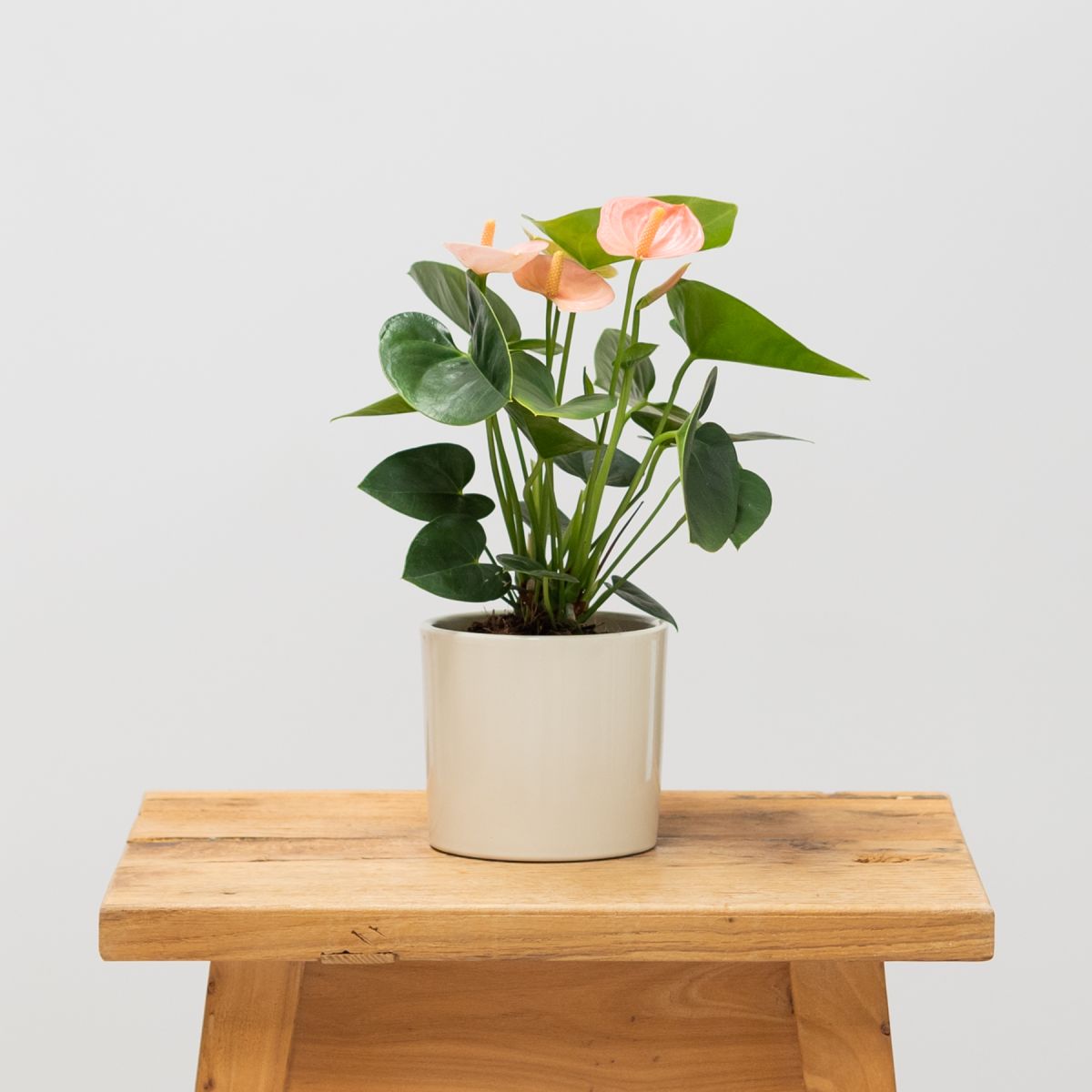 Anthurium Andreanum o Anturio Rosa Palo | Colvin España