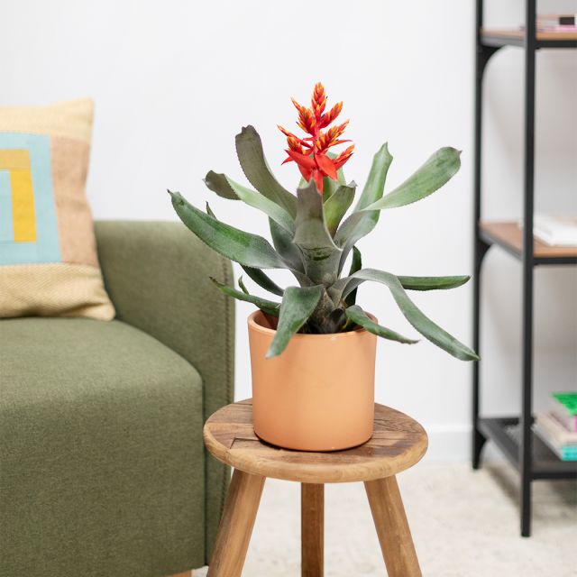 Aechmea Elegant Flames | Colvin España