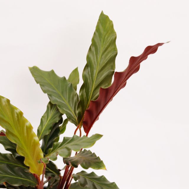 Calathea Rufibarba | Colvin España