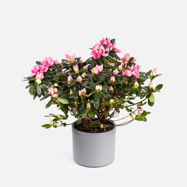 Azalea rosa - Isabel | Colvin España