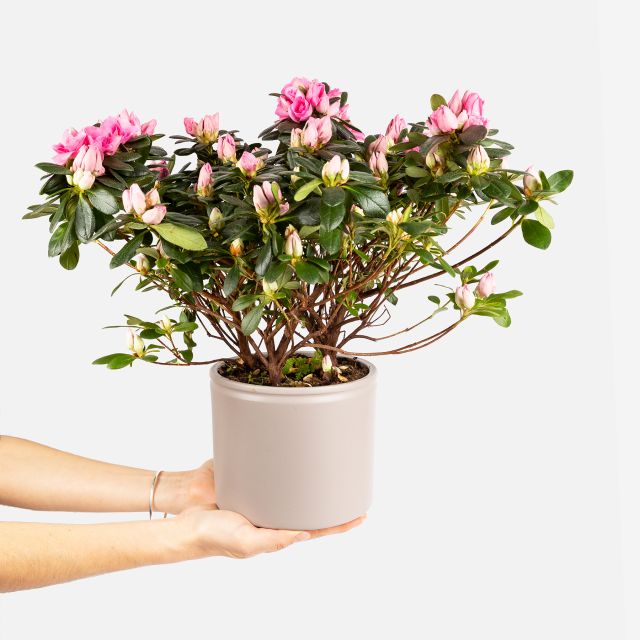 Azalea rosa - Isabel | Colvin España