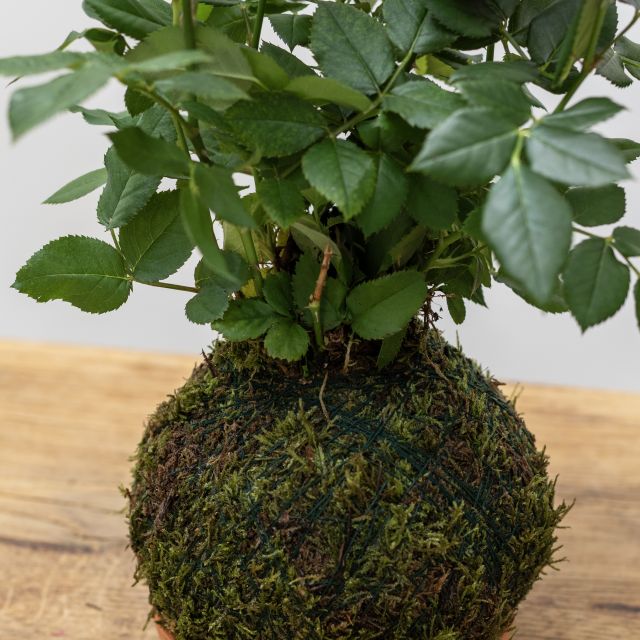 Kokedama Rosal Rosa | Colvin España