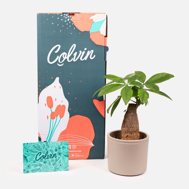 Pachira aquatica planta - Pamela | Colvin