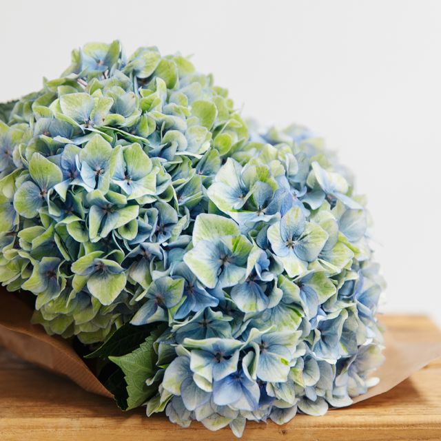 Ramo de Hortensias Antique Azules - Entrega hoy | Colvin España