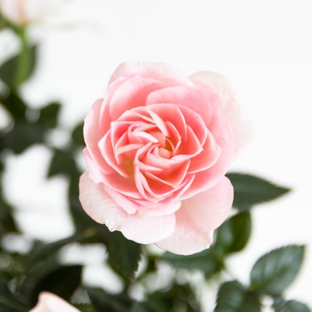 Comprar ramos online con Colvin | Colvin