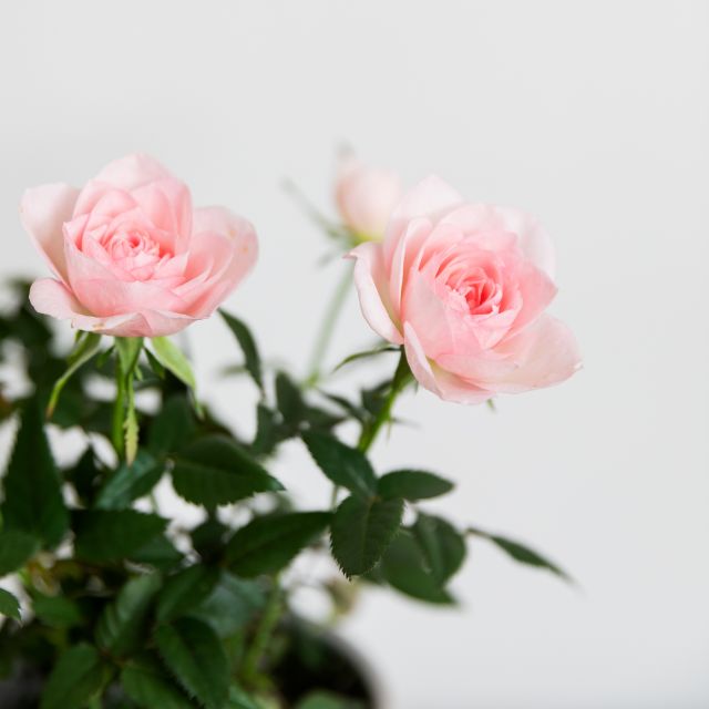 Rosal Mini Rosa Maceta Mila Chocolate Pancracio Colvin España