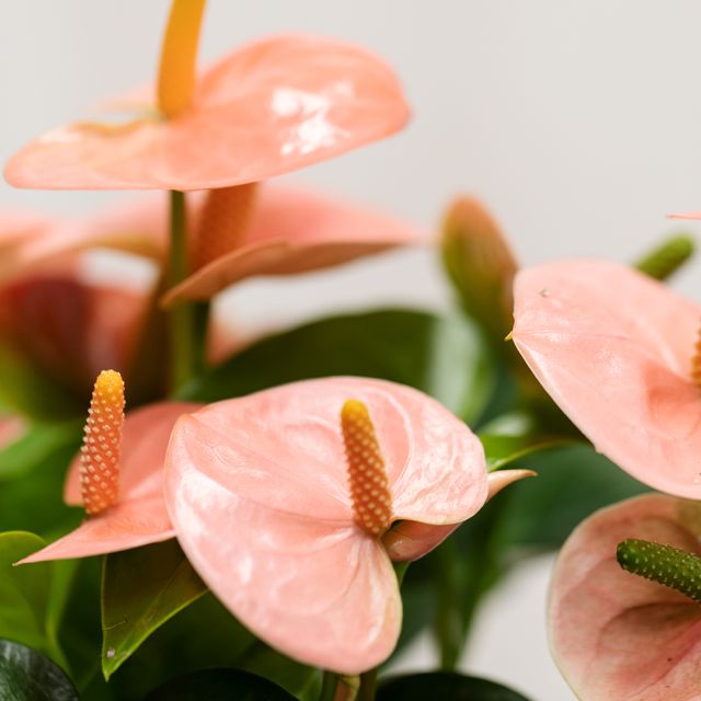 Anthurium Andreanum o Anturio Rosa Palo | Colvin España
